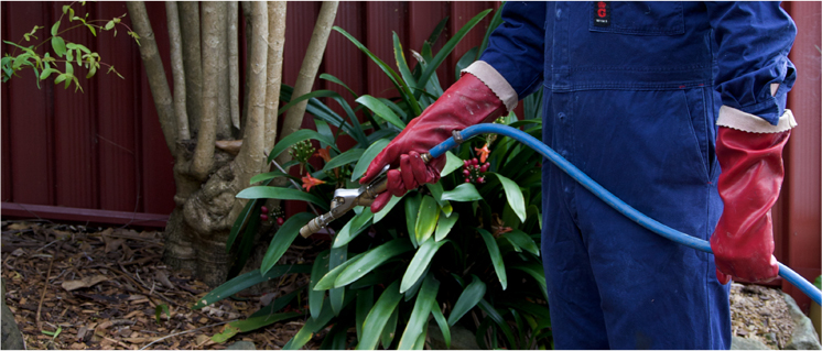 Shore Pest Services - Home