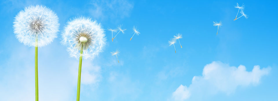 Able Minds Clinical Psychology Services