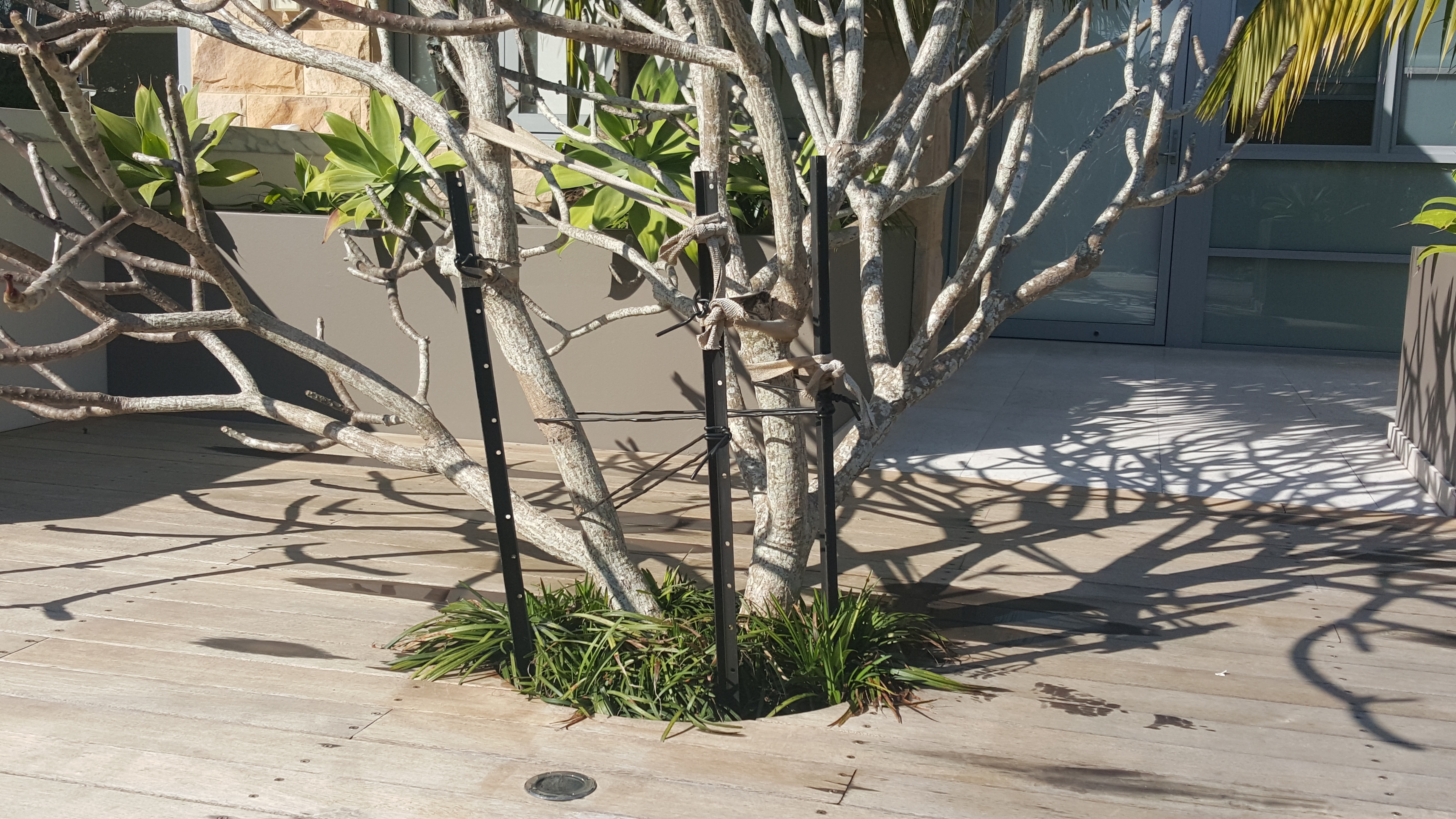 The Tree Fellas - Galleries - Before and After