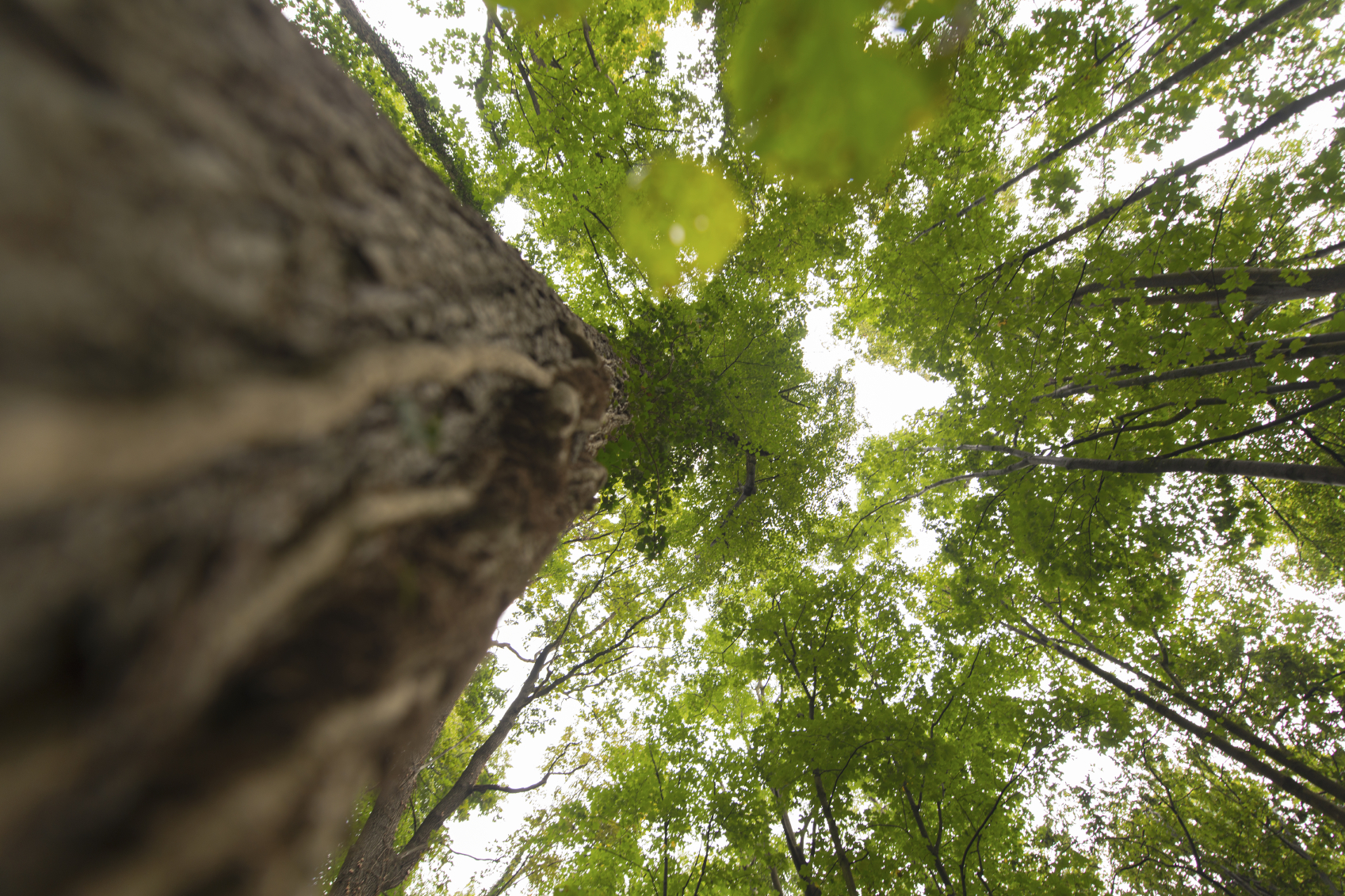 The Tree Fellas - Home